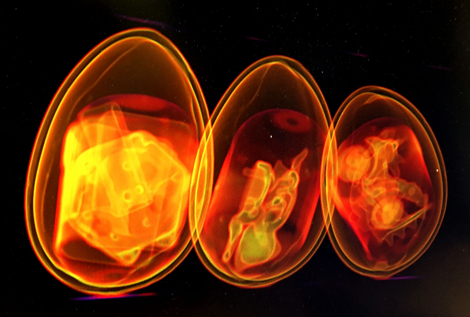 Vibrant Visualizations from the Volume Rendering Workshop – Master ...