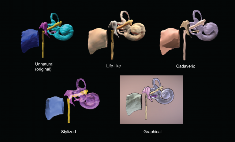 Journey to the Inner Ear – Master Knowledge Visualization