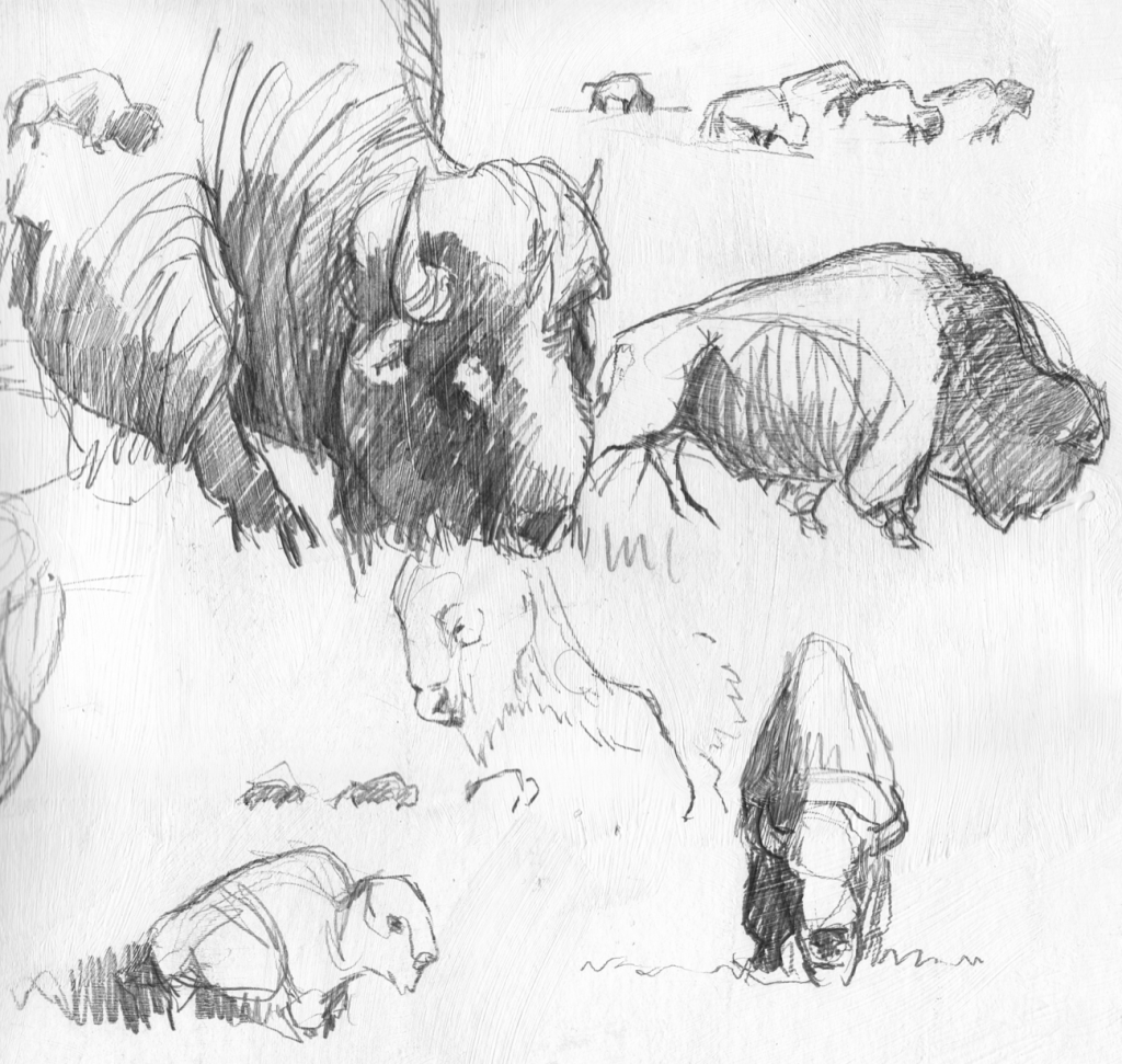sketches – buffalo-jump